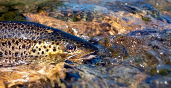 Does Trout Fishing Improve After Rain? The Science Behind It - Fishing ...