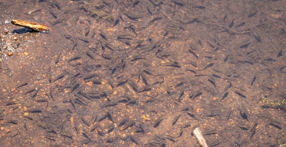 Does Trout Fishing Improve After Rain? The Science Behind It - Fishing ...