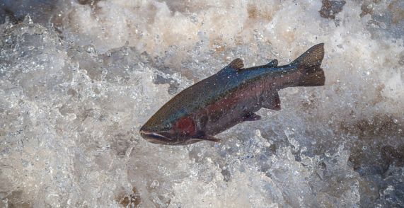 Trout Like Corn: Here’s Why and How to Use It for Fishing - Fishing Zenith