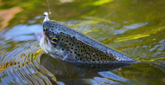Why The Trout Aren’t Biting – 7 Tips for Better Success - Fishing Zenith