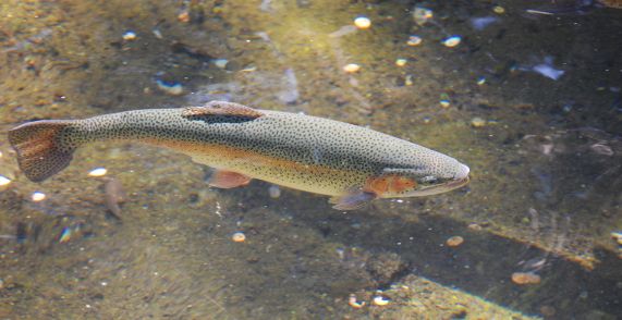 Why Do Rainbow Trout Jump Out of the Water? - Fishing Zenith