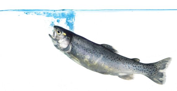 Why Do Rainbow Trout Jump Out of the Water? - Fishing Zenith