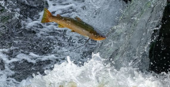 Why Do Rainbow Trout Jump Out of the Water? - Fishing Zenith